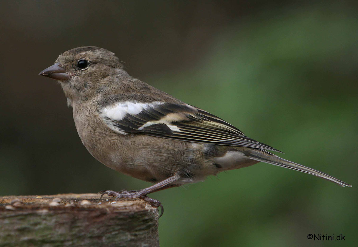 Nitini.dk - Bogfinke (hun)